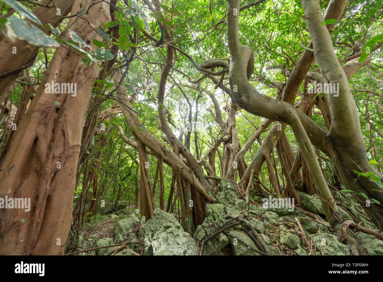Chinese banyan forest Stock Photo - Alamy