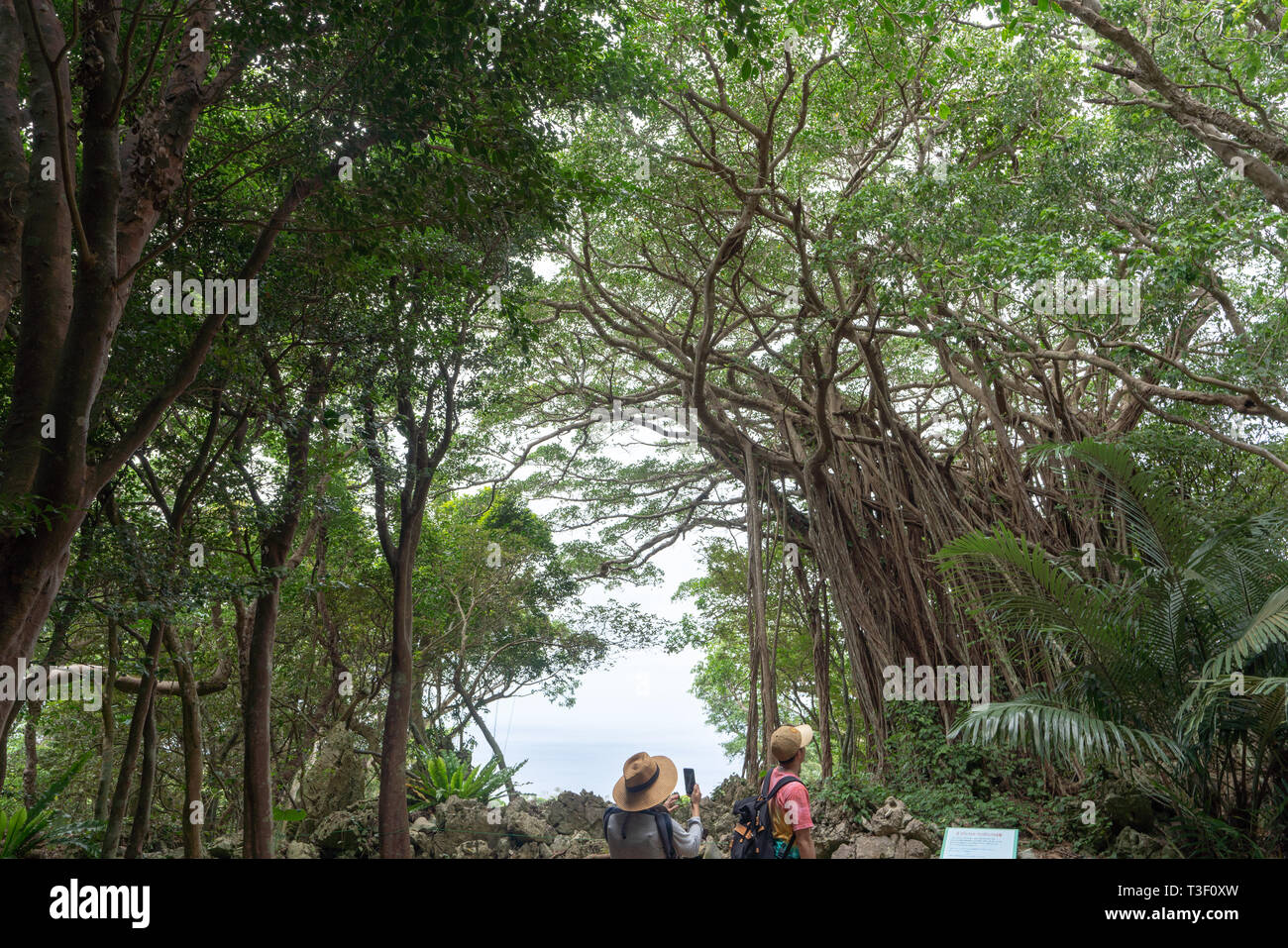Chinese banyan forest Stock Photo - Alamy