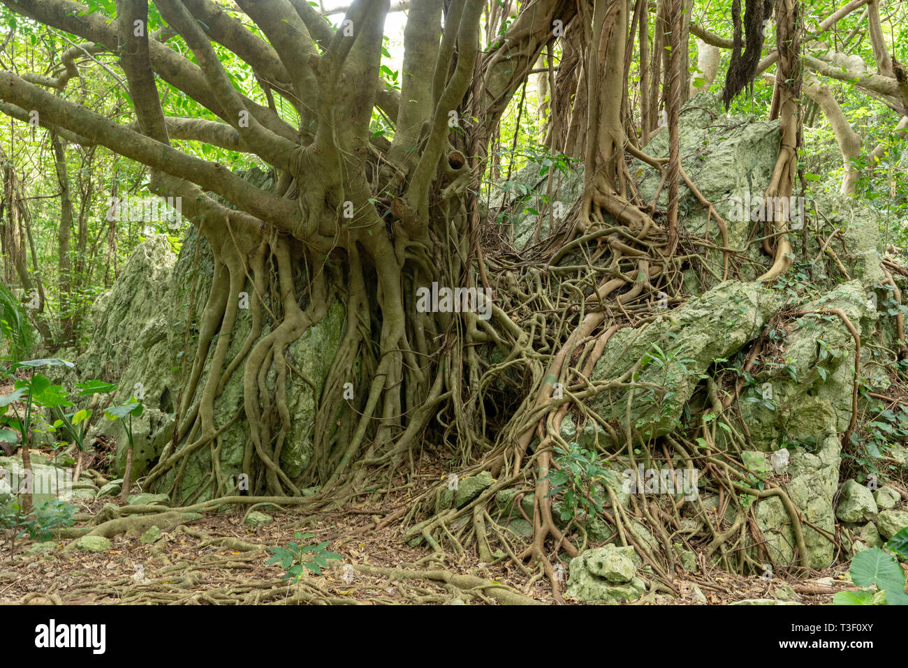 Chinese banyan forest Stock Photo - Alamy