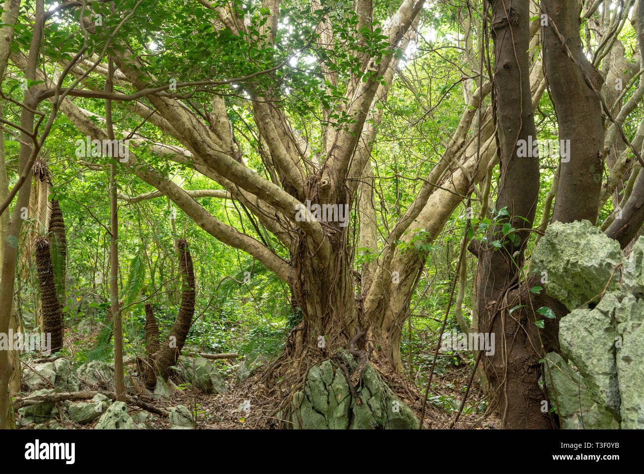 Chinese banyan forest Stock Photo - Alamy