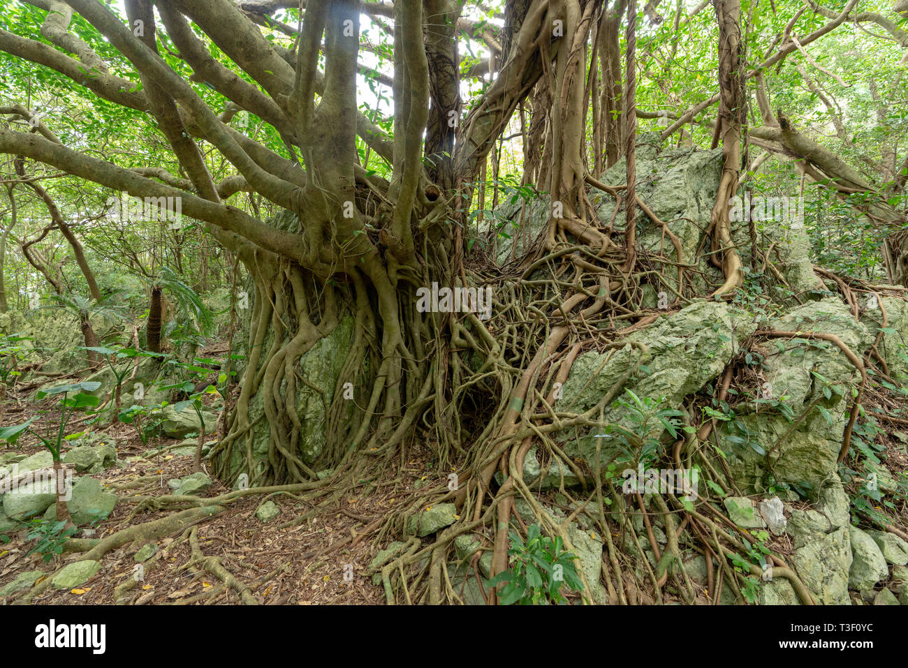 Chinese banyan forest Stock Photo - Alamy