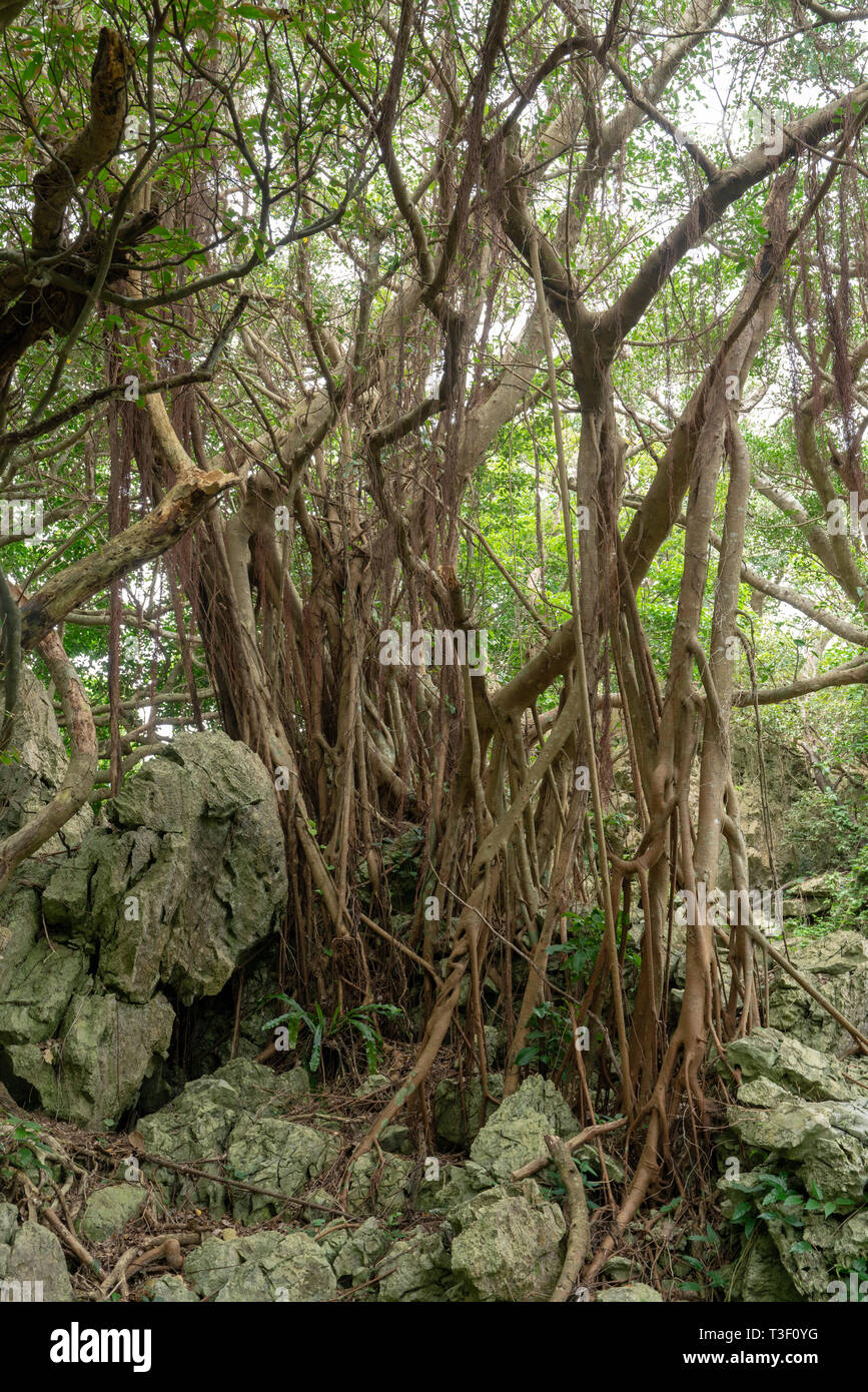 Chinese banyan forest Stock Photo - Alamy