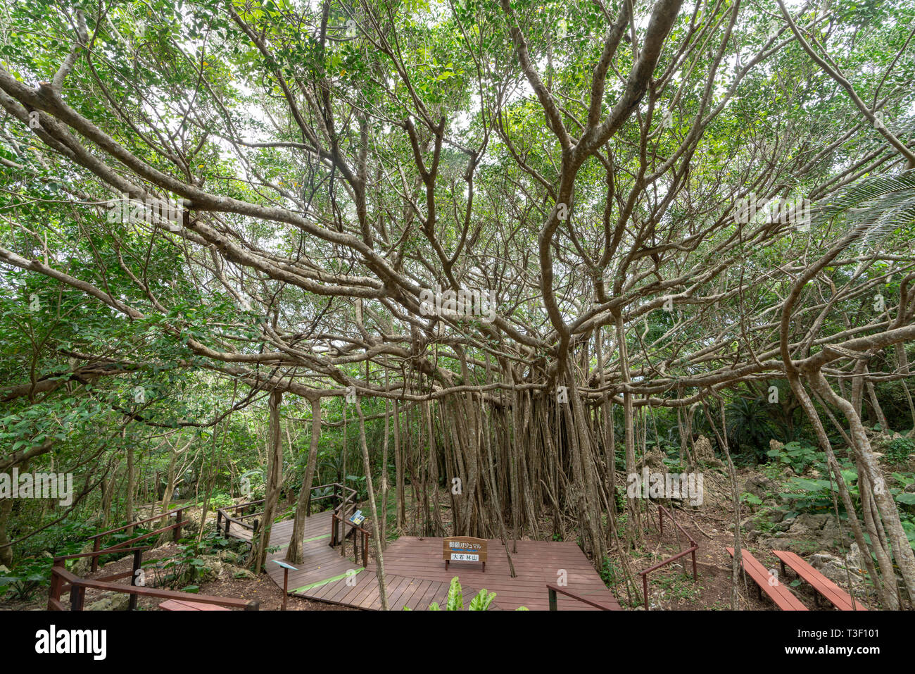 Chinese banyan forest Stock Photo - Alamy