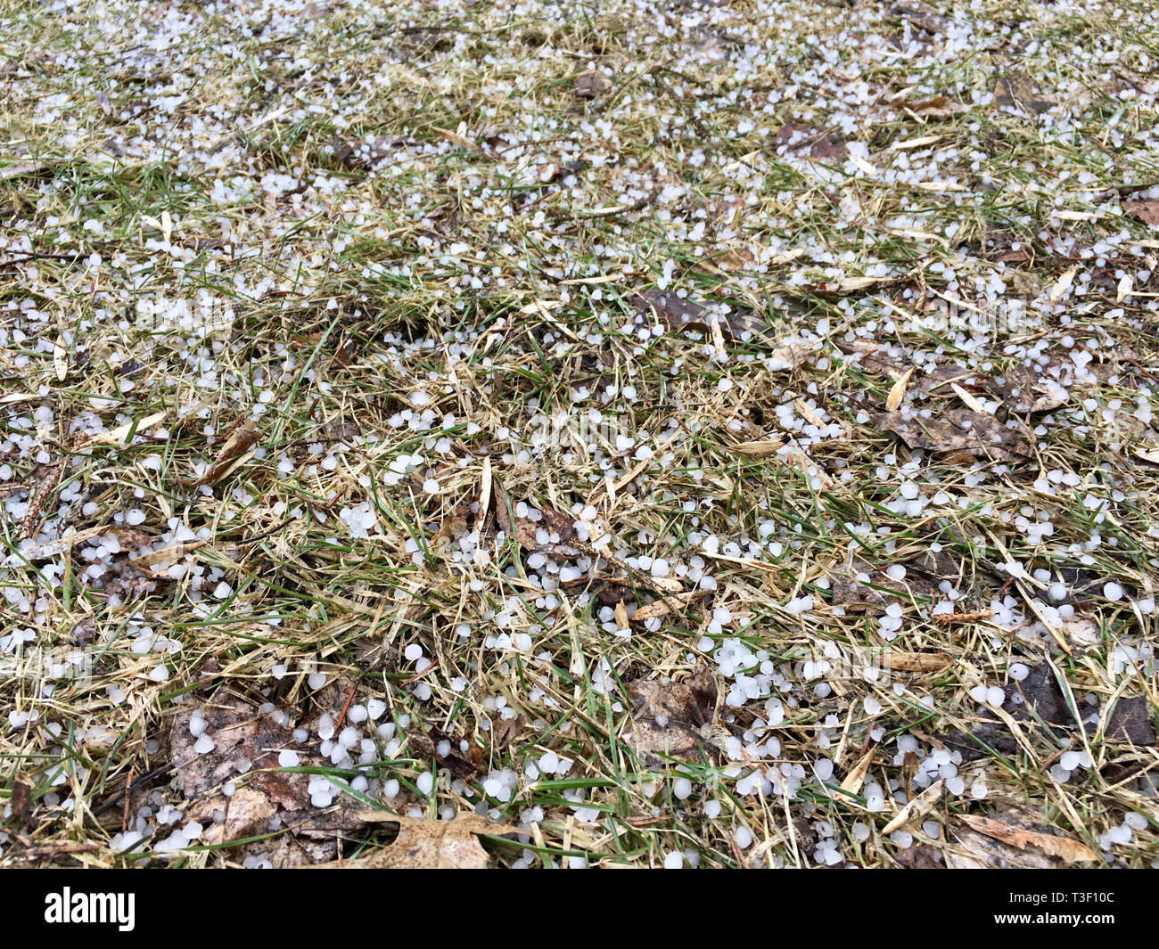 Pea size hail hi-res stock photography and images - Alamy