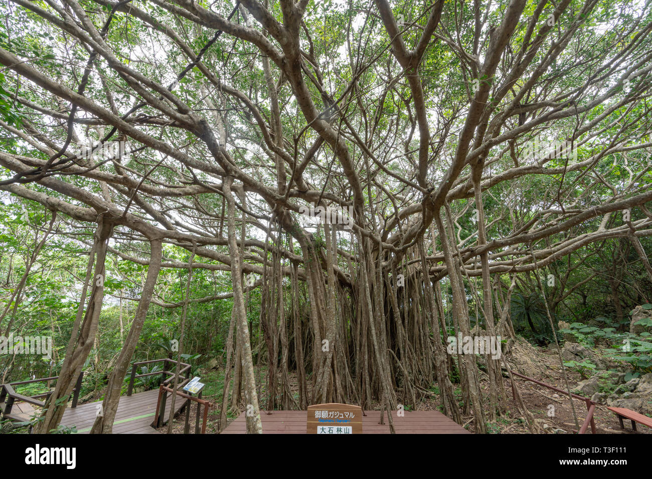 Chinese banyan forest Stock Photo - Alamy