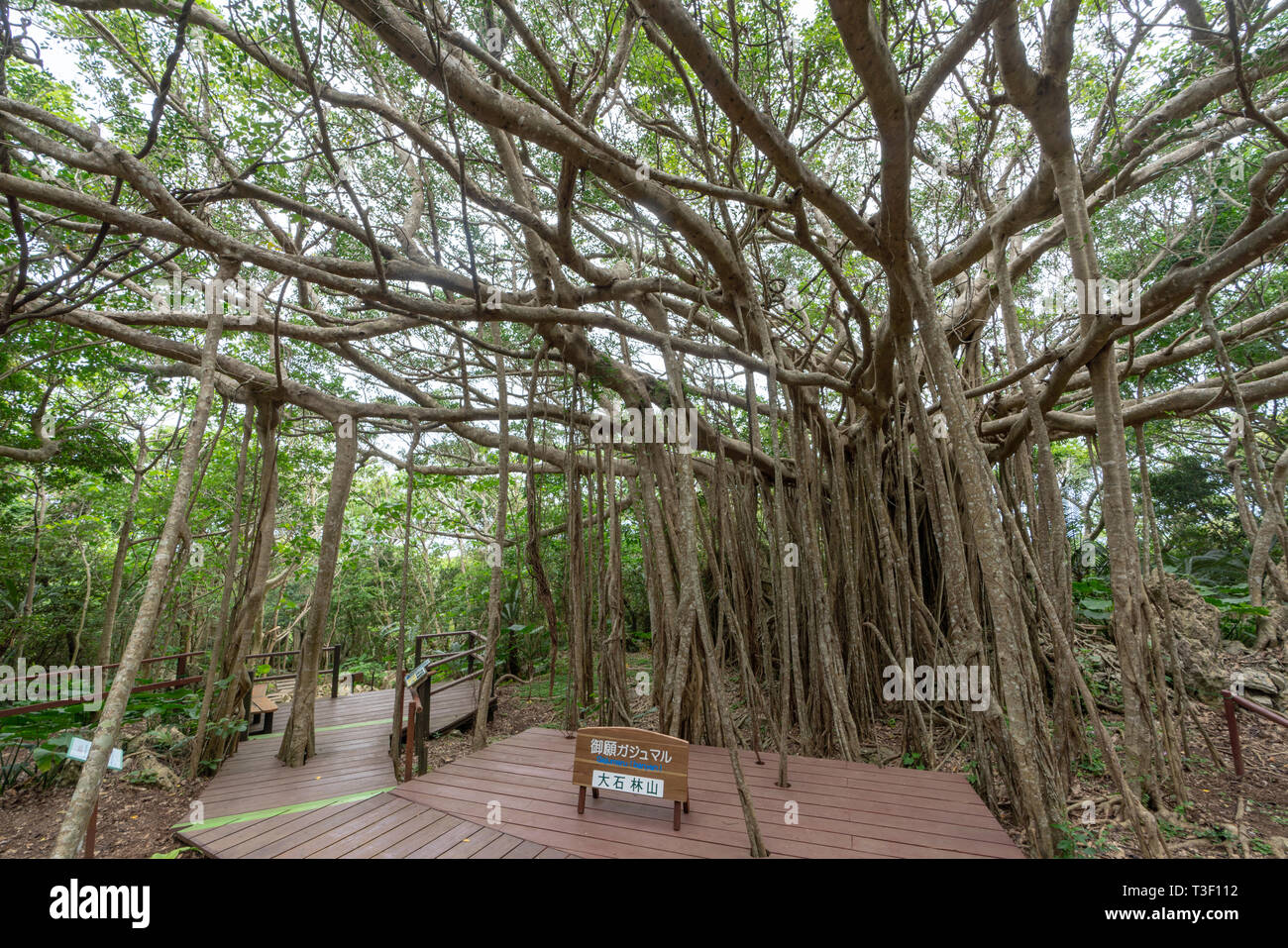 Chinese banyan forest Stock Photo - Alamy