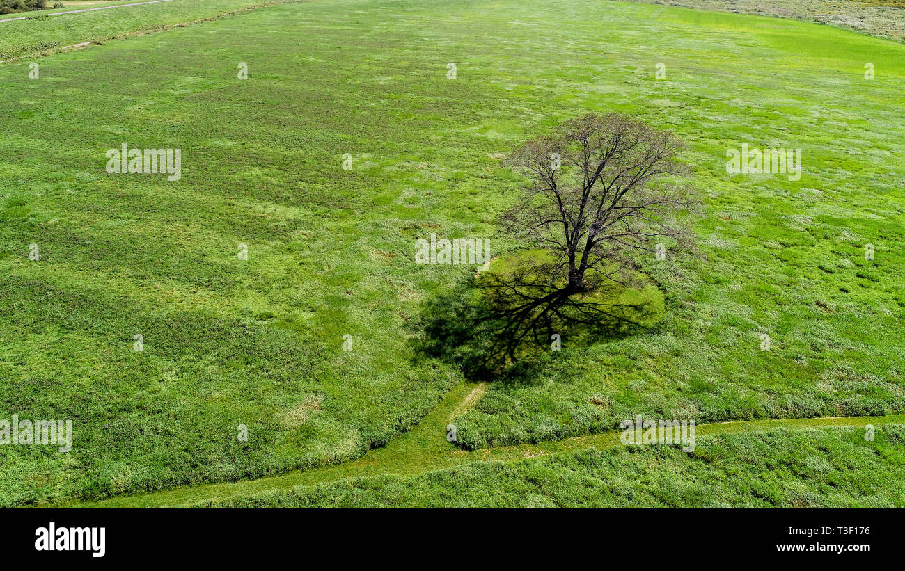 Elm tree farm hi-res stock photography and images - Alamy