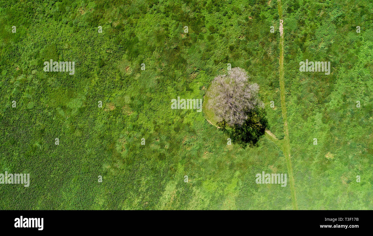 Big elm tree hi-res stock photography and images - Alamy