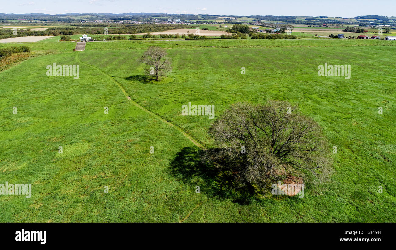 Aerial view of Japanese elm tree Stock Photo - Alamy