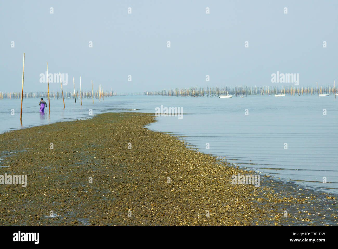 Ariake sea at low tide Stock Photo - Alamy