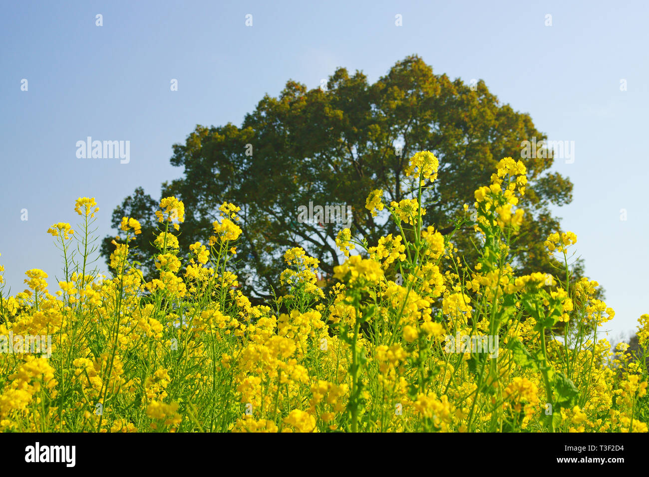 Mustard Flower Field Stock Photo - Alamy