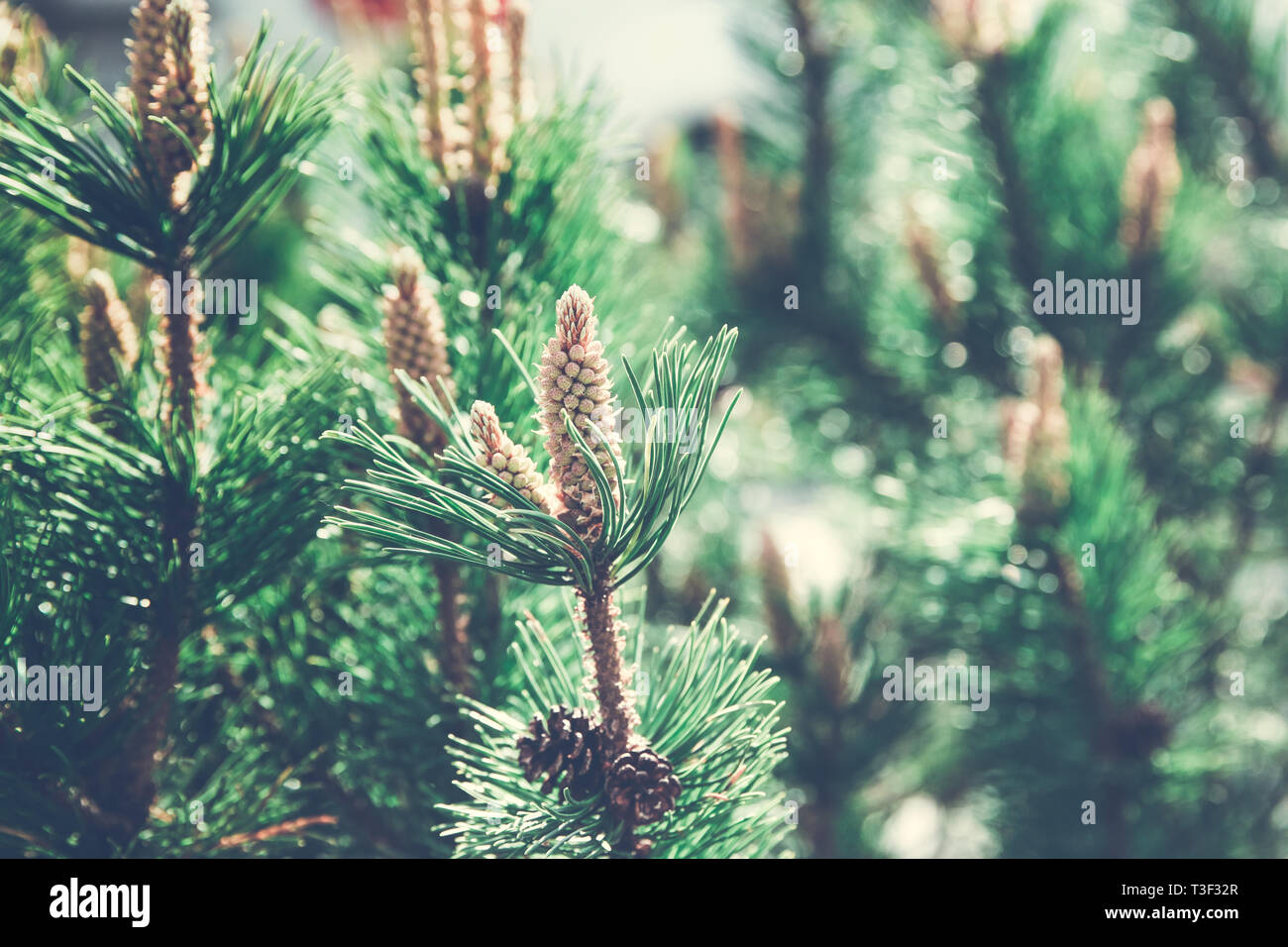Beautiful green bumps on tree, summer background. Photography magical ...