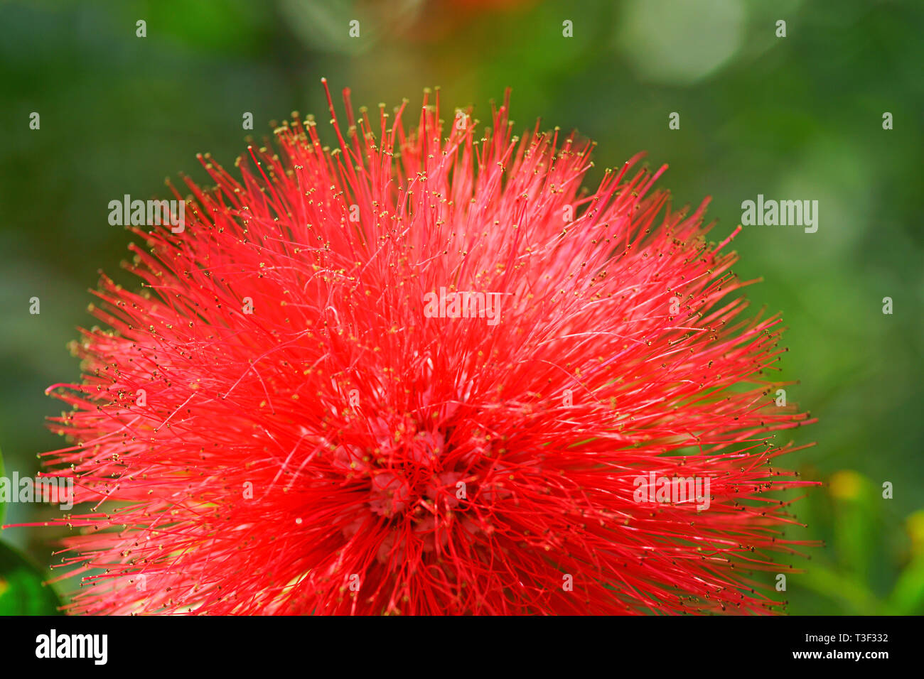 Red powderpuff hi-res stock photography and images - Alamy