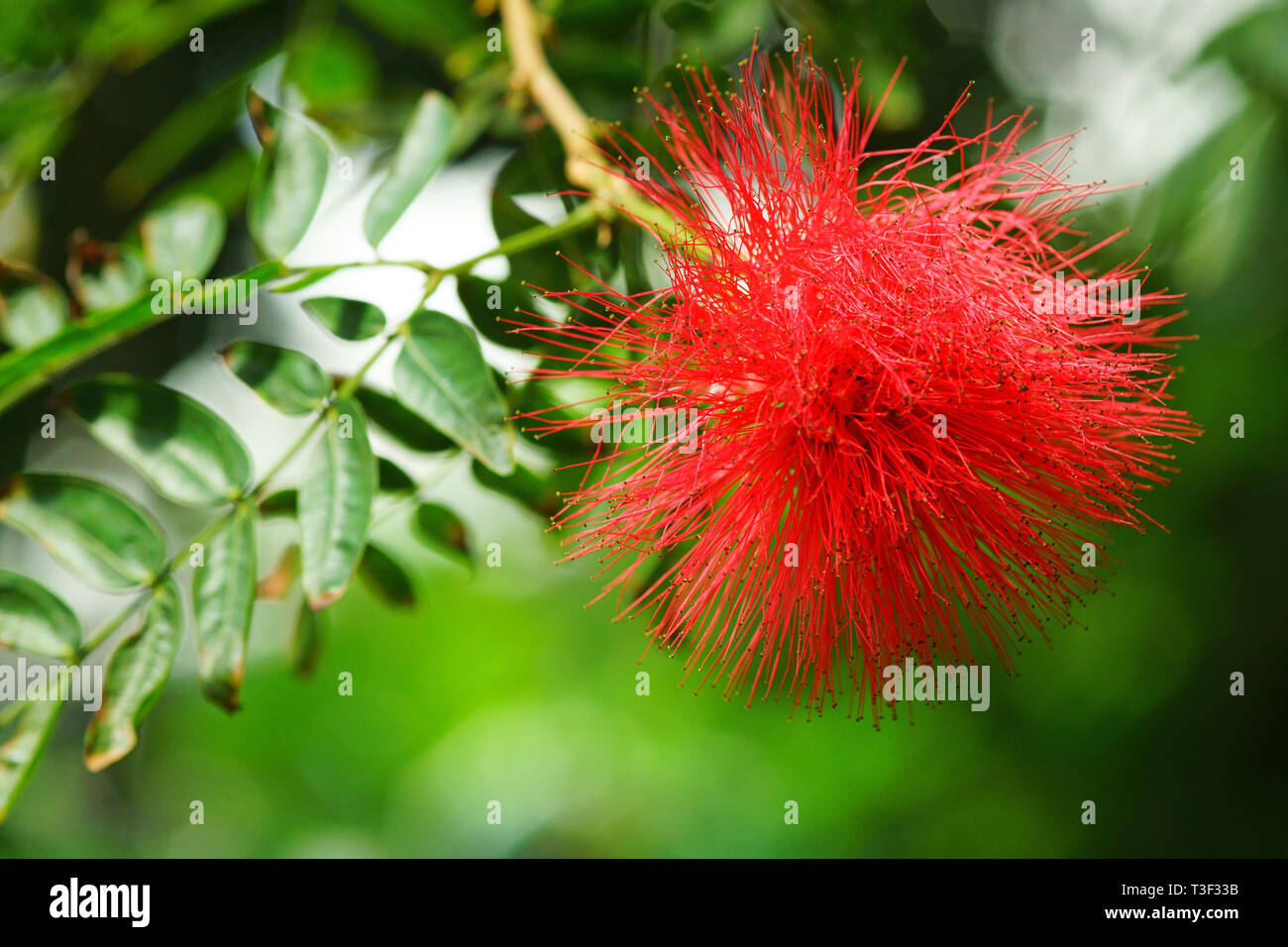 Red powderpuff hi-res stock photography and images - Alamy