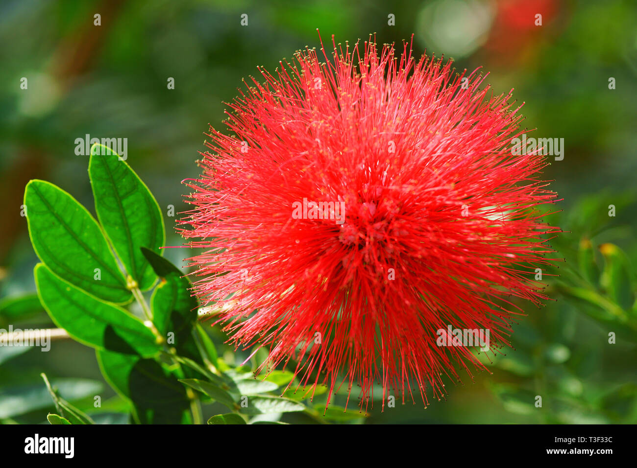 Red powderpuff hi-res stock photography and images - Alamy