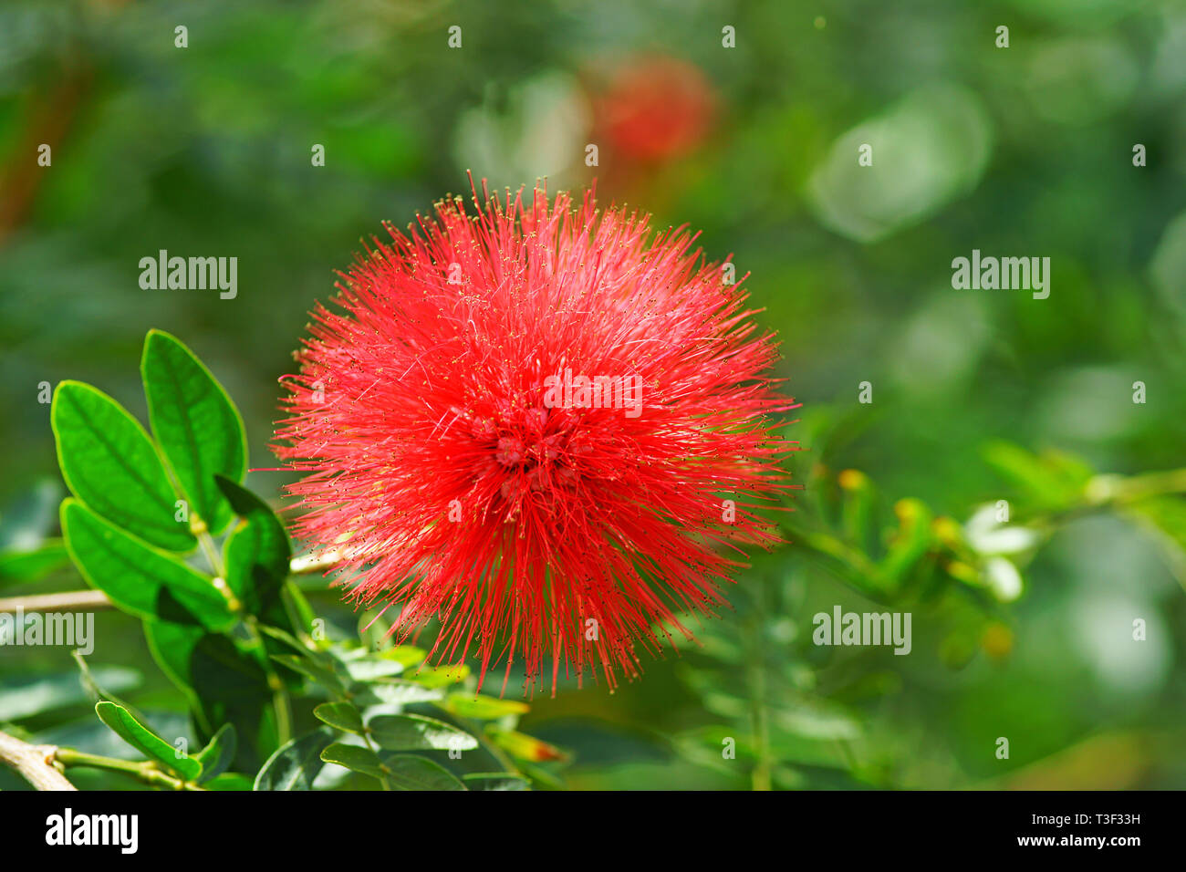 Red powderpuff hi-res stock photography and images - Alamy