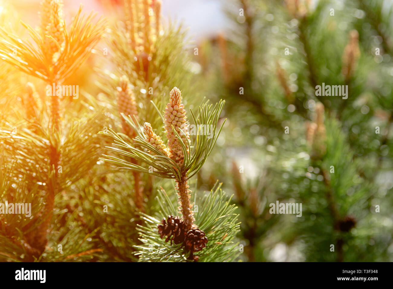 Beautiful green bumps on tree, summer background. Photography magical ...