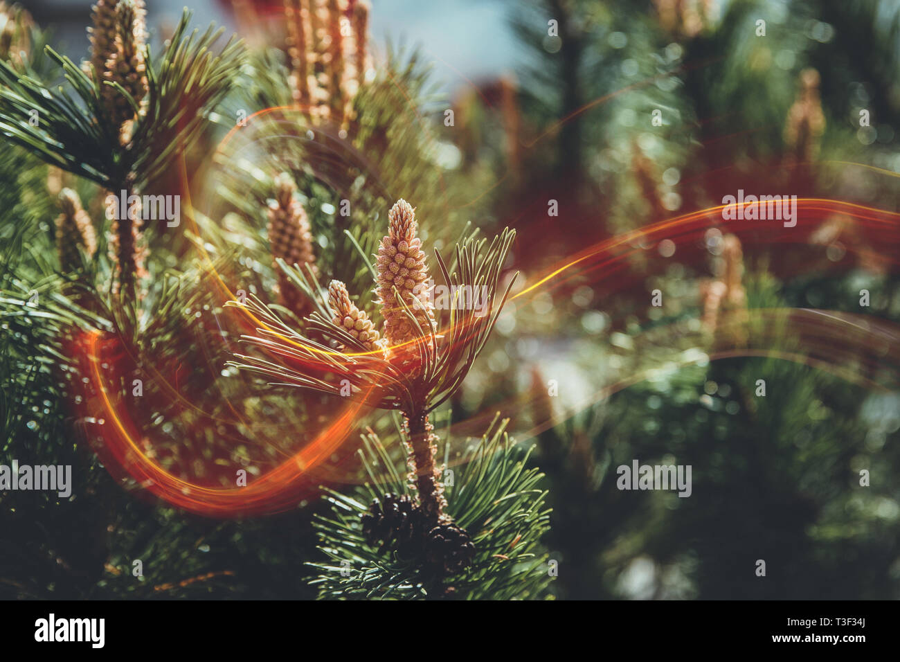 Beautiful green bumps on tree, summer background. Photography magical ...