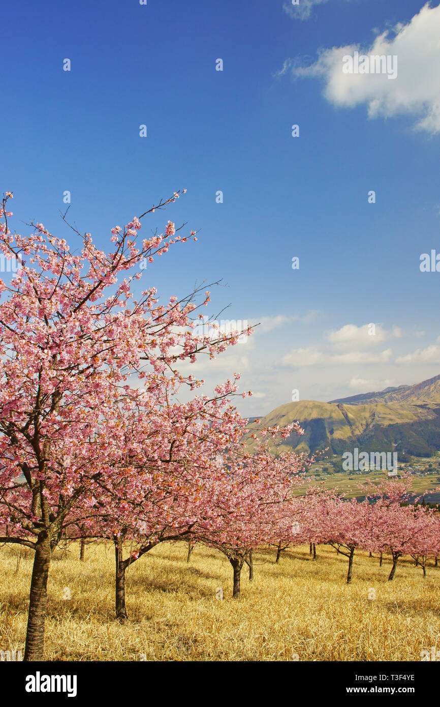 Kawazu zakura tree hi-res stock photography and images - Alamy