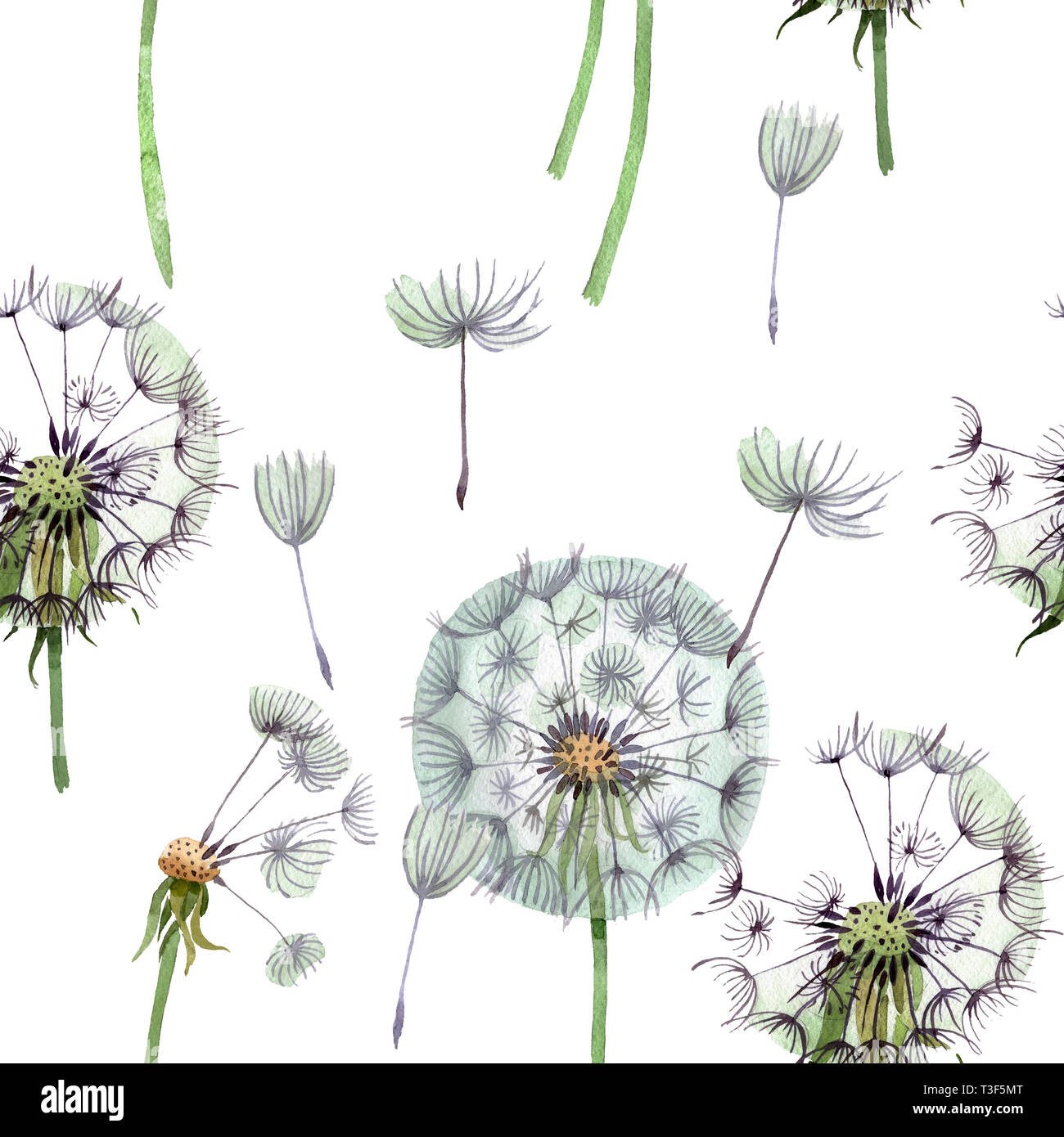 Dandelion blowball with seeds. Watercolor background illustration set ...