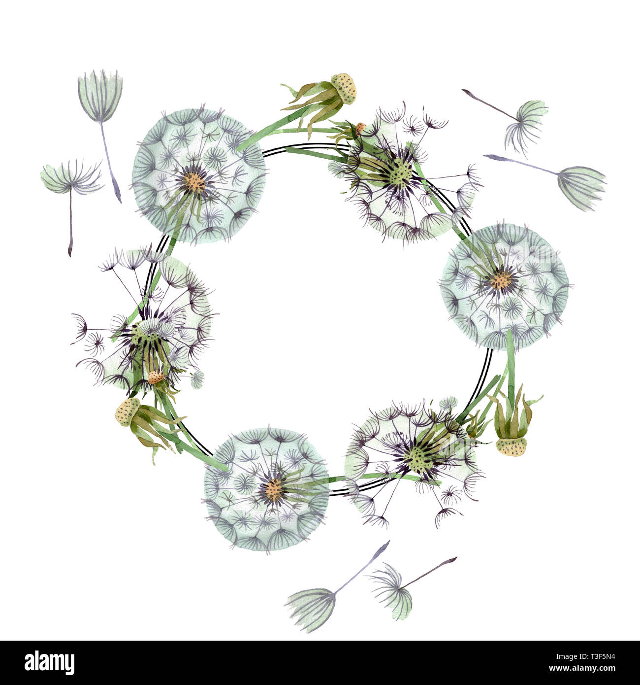 Dandelion blowball with seeds. Watercolor background illustration set ...