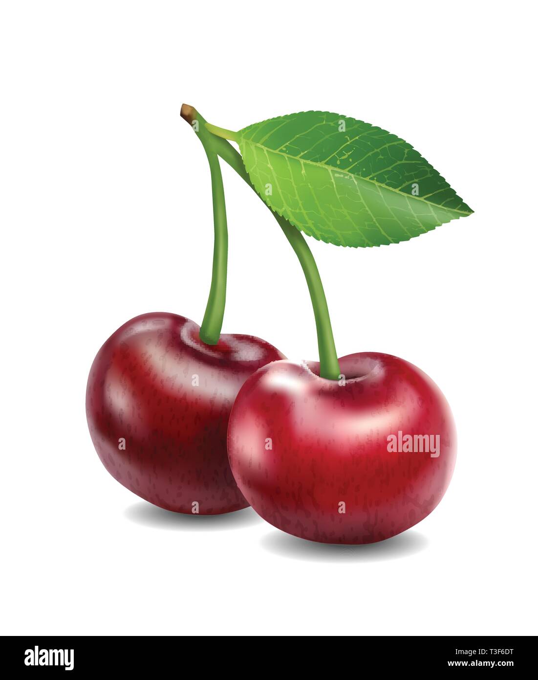 Vector illustration. Cherries photo realistic 3d icon Stock Vector ...