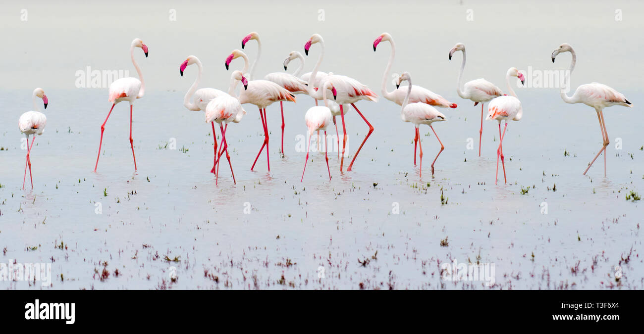 The greater flamingo (Phoenicopterus roseus) is the most widespread and ...