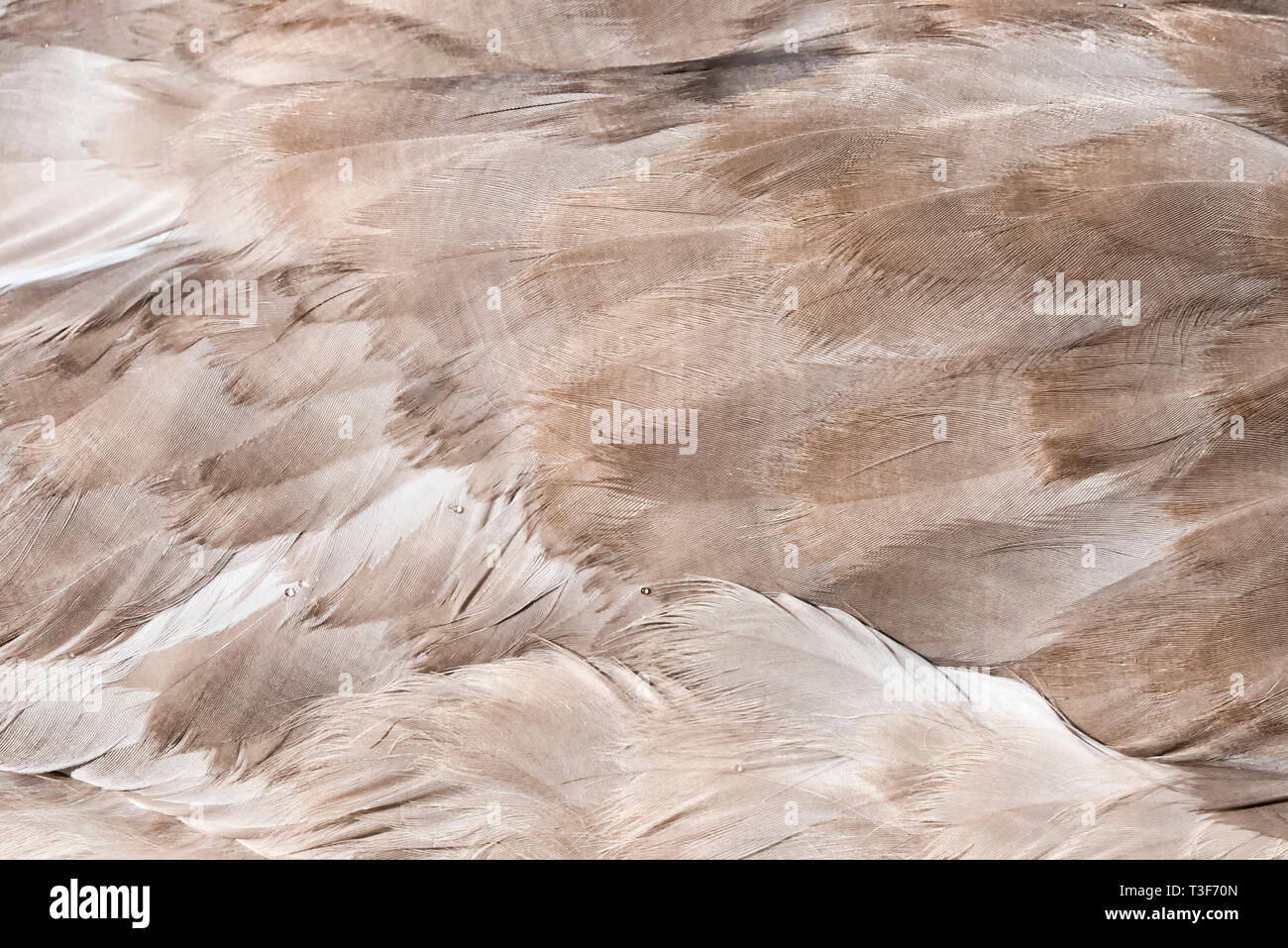 Cygnet color hi-res stock photography and images - Alamy