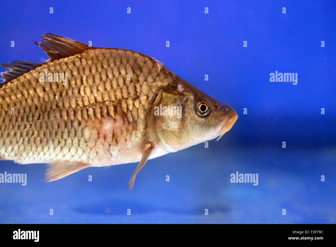 Freshwater Carp