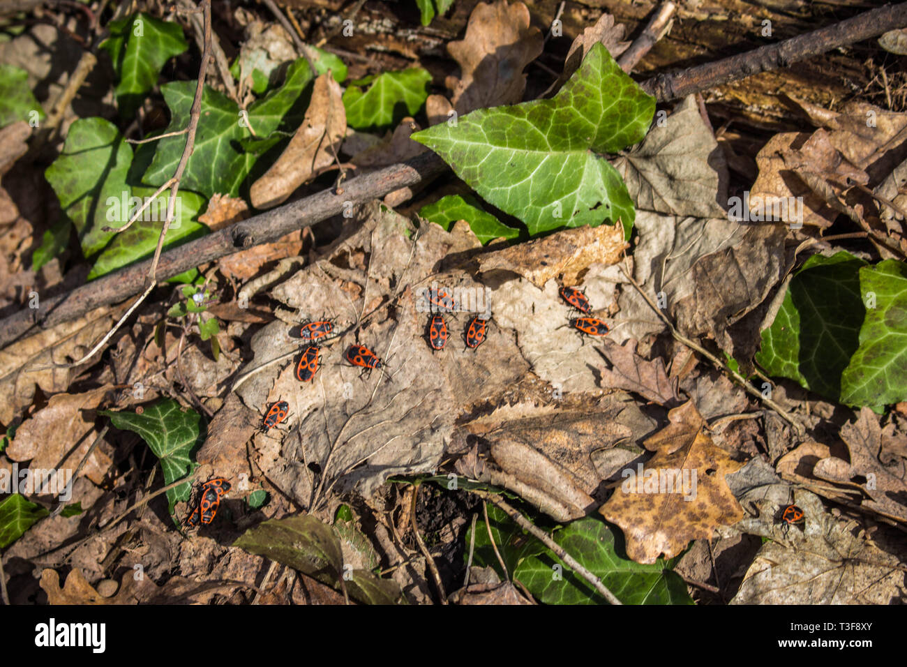 Group of the fire bug, latin name Pyrrhocoris apterus on the the fallen ...