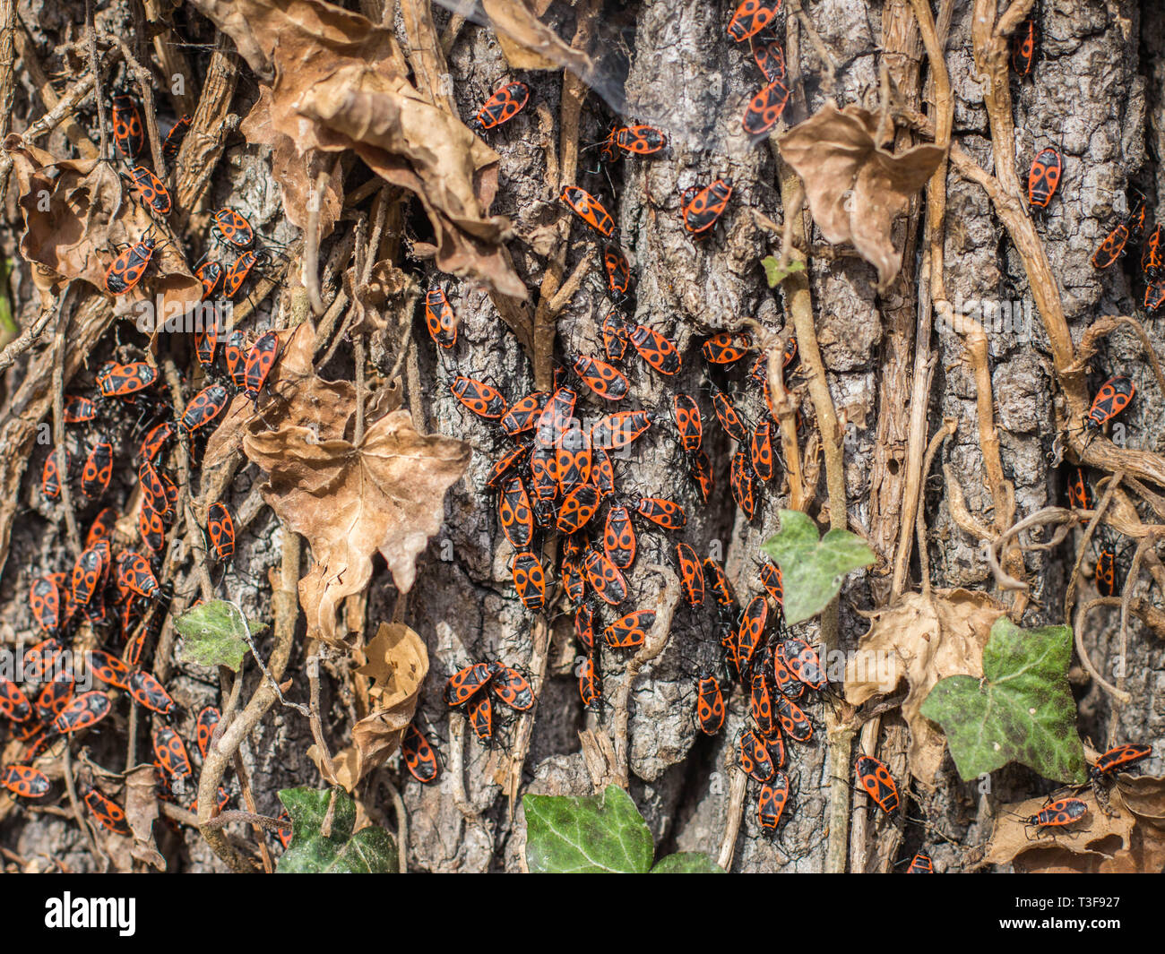 Group of the fire bug - latin name Pyrrhocoris apterus on the bark of ...