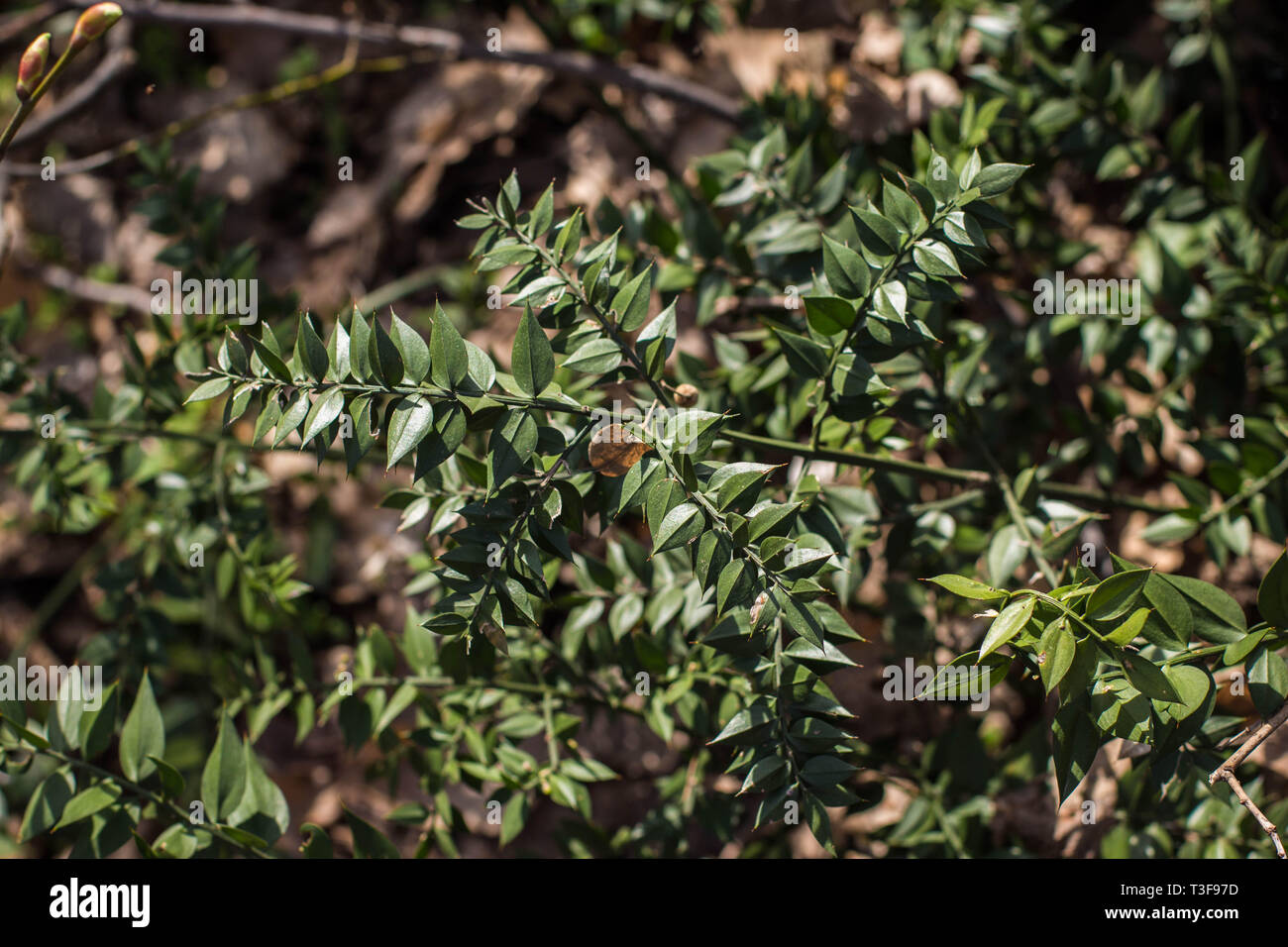 Ruscus leaf hi-res stock photography and images - Alamy