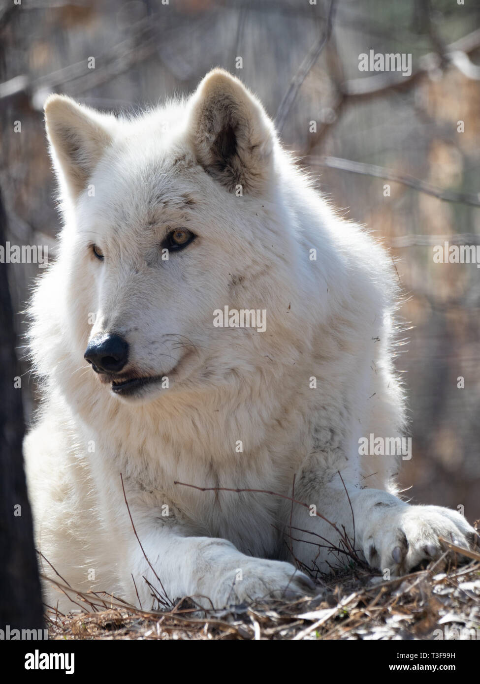 Close up of a gray wolf sitting among dried branches and grass ...