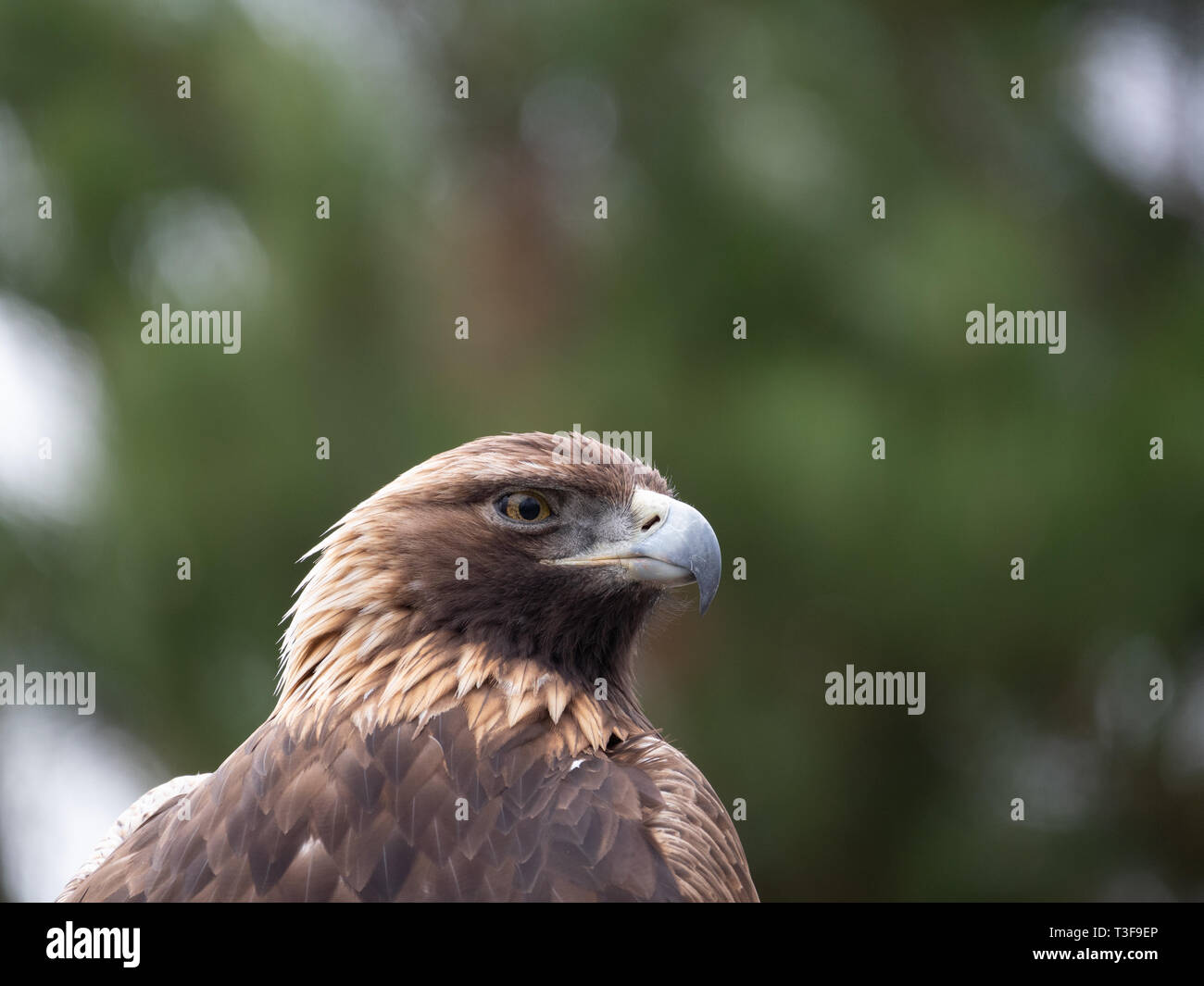 Depth of gaze hi-res stock photography and images - Alamy