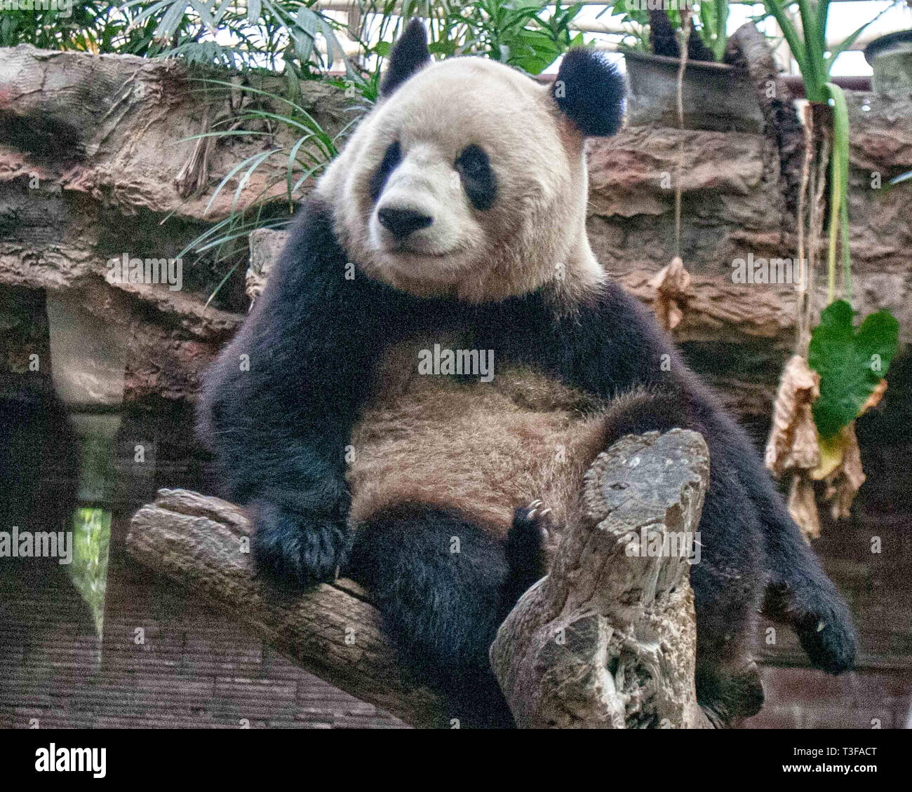 Giant panda in panda house hi-res stock photography and images - Alamy