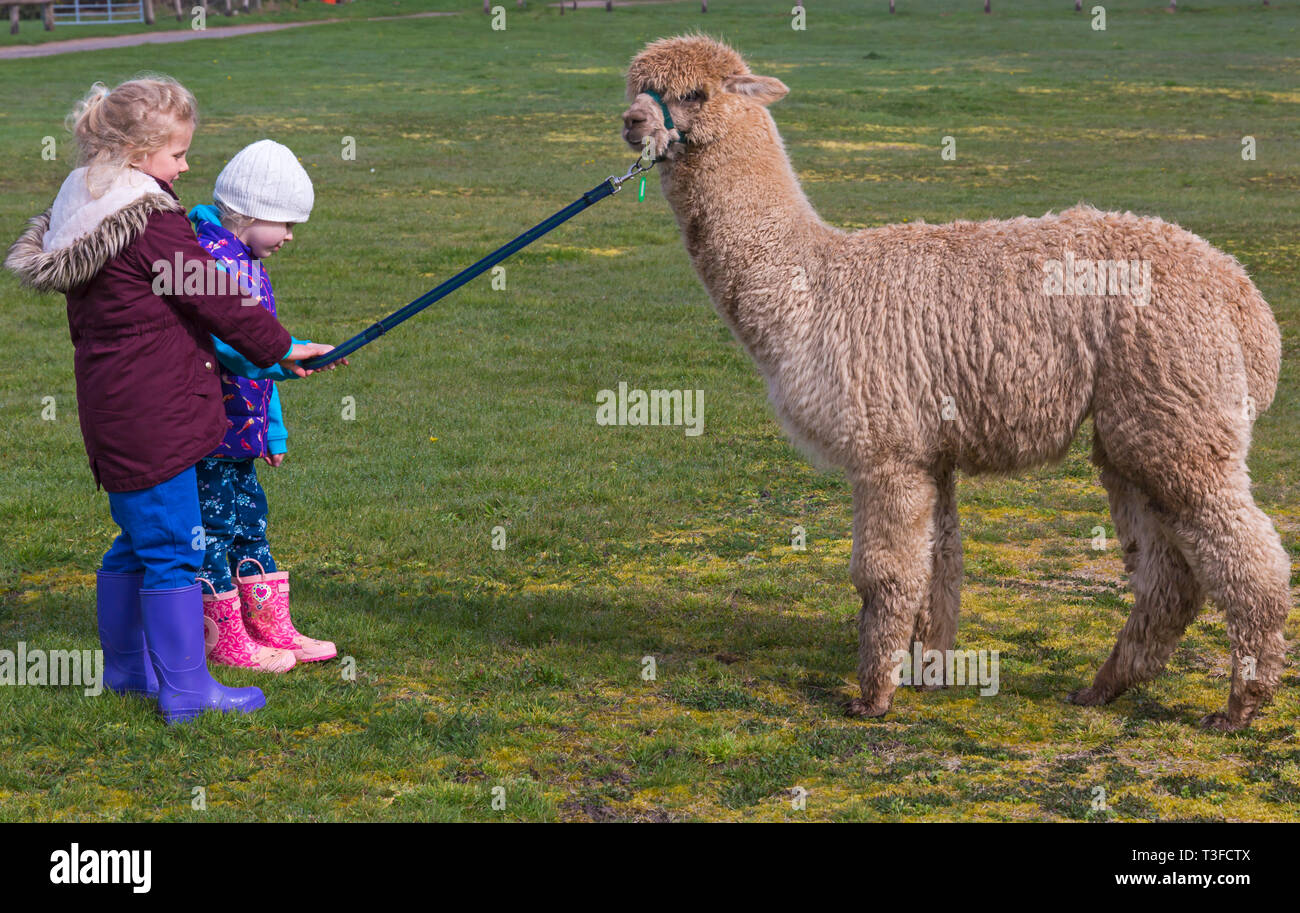 Taking an alpaca for a walk hi-res stock photography and images - Alamy