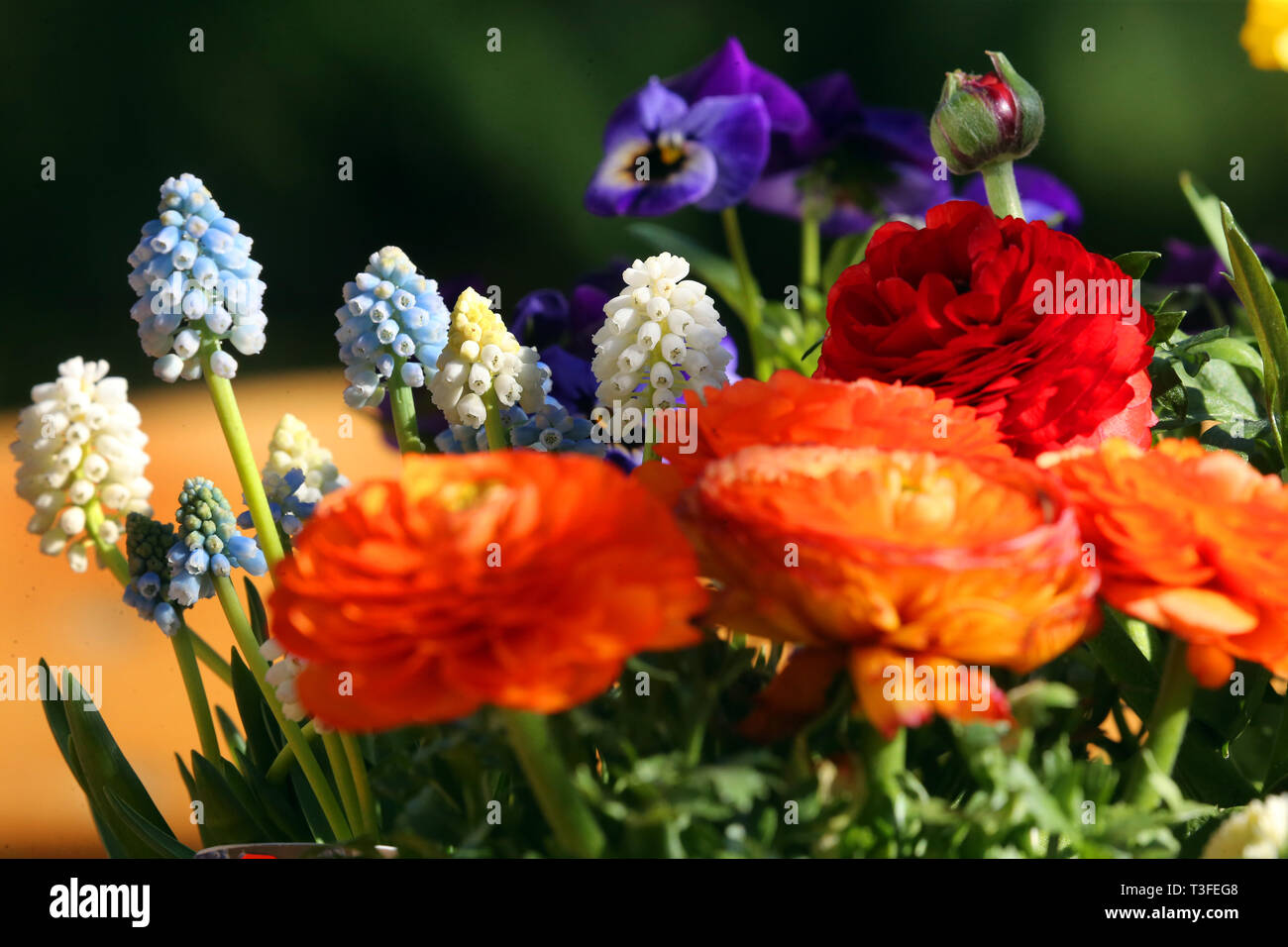 Minus grape hi-res stock photography and images - Alamy