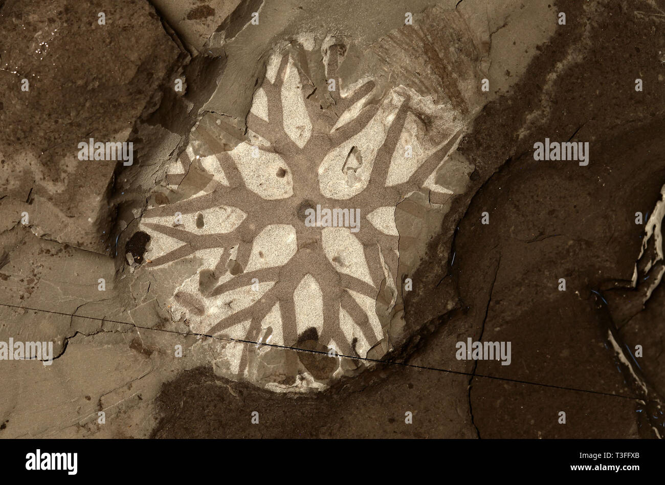 Qingjiang biota hi-res stock photography and images - Alamy