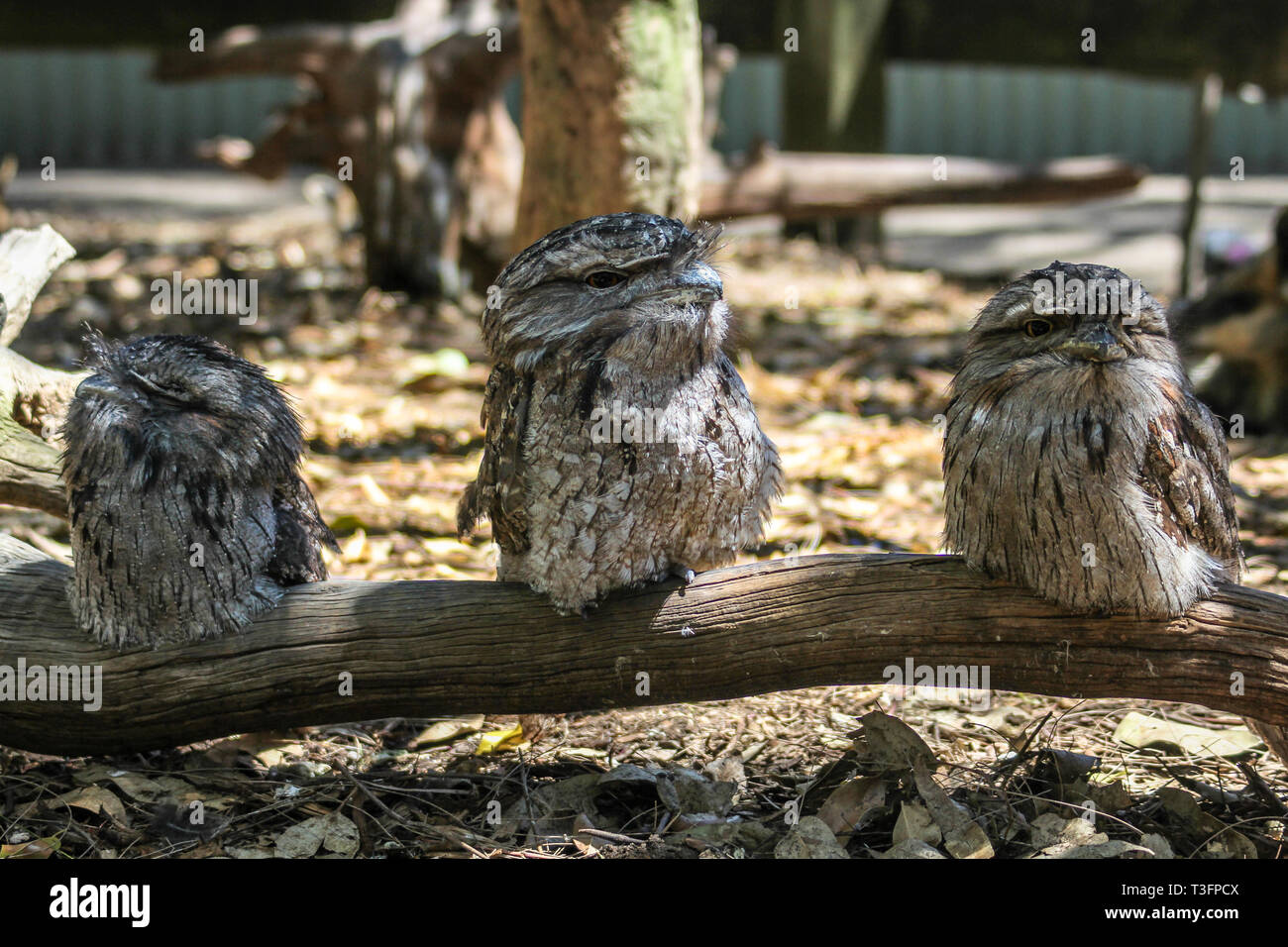 Australian owls hi-res stock photography and images - Alamy