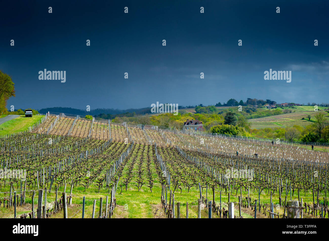 First spring leaves on a trellised vine growing in vineyard, Bordeaux ...