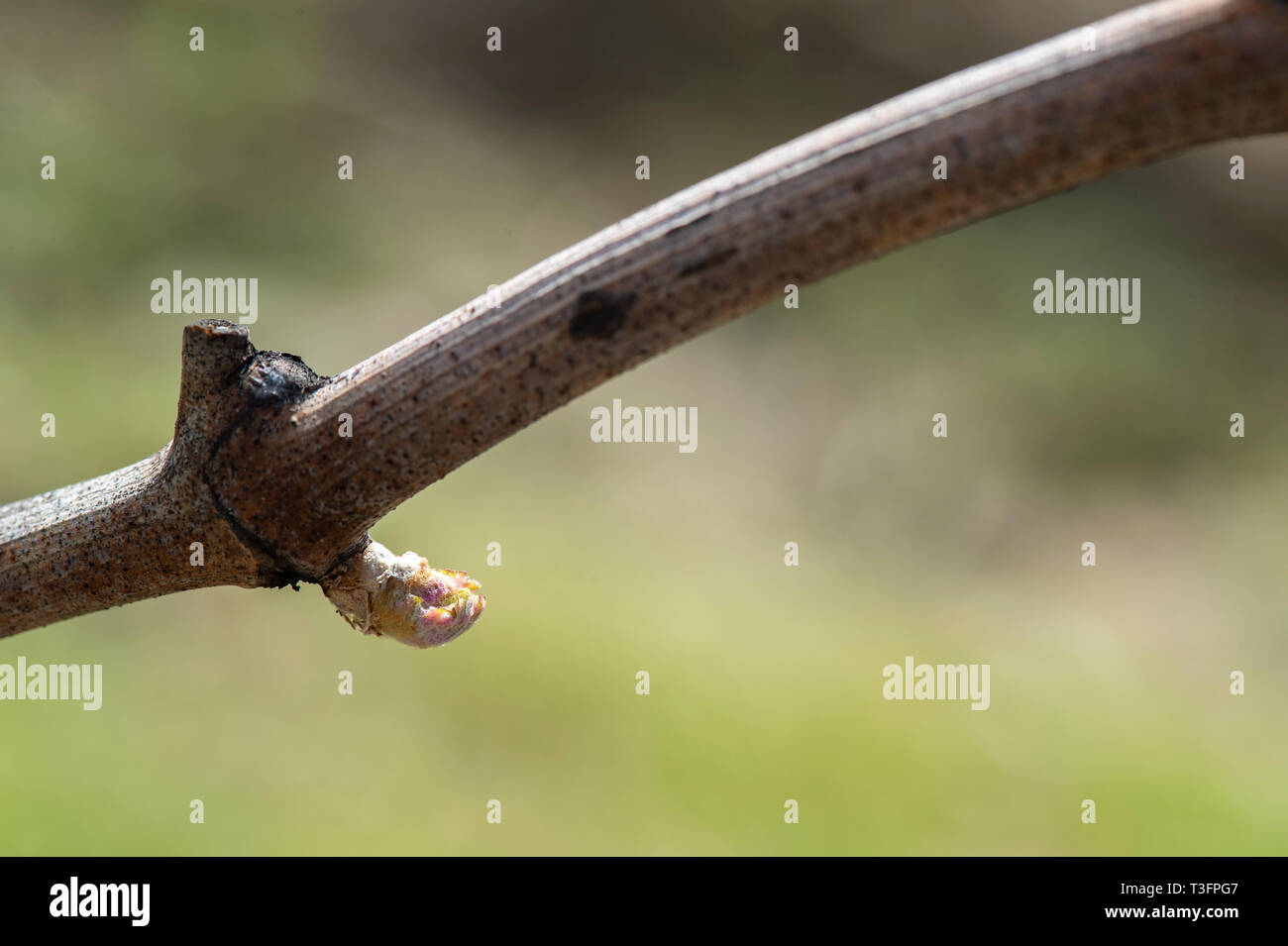 First spring leaves on a trellised vine growing in vineyard, Bordeaux ...