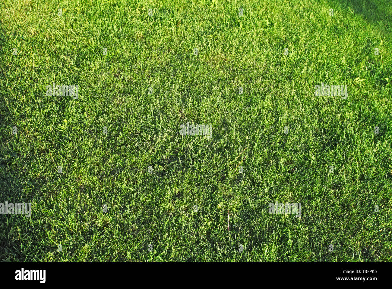Lawn field greenery grass hi-res stock photography and images - Alamy