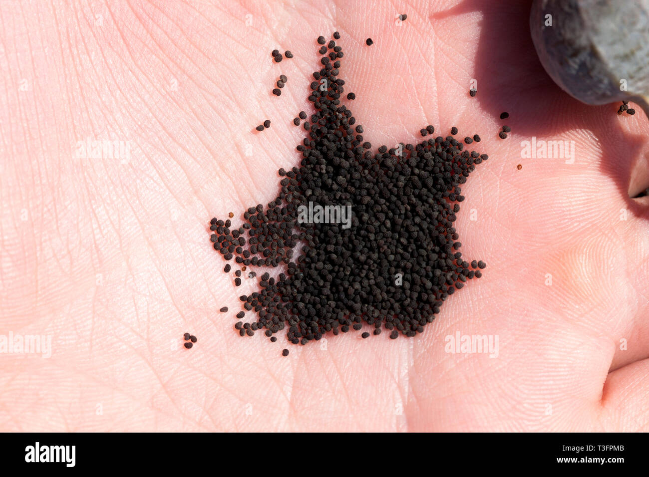 Black poppy seeds hi-res stock photography and images - Alamy