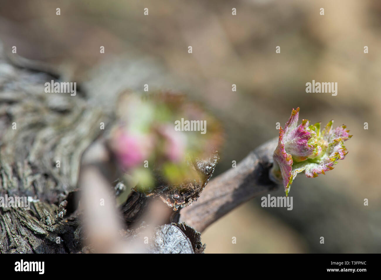 First spring leaves on a trellised vine growing in vineyard, Bordeaux ...
