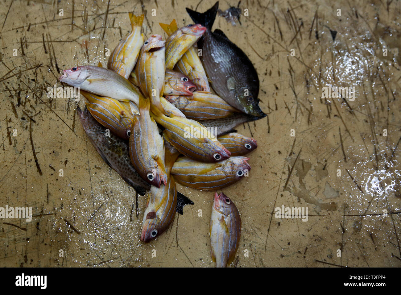 Central fish market in Colombo, Sri Lanka Stock Photo - Alamy