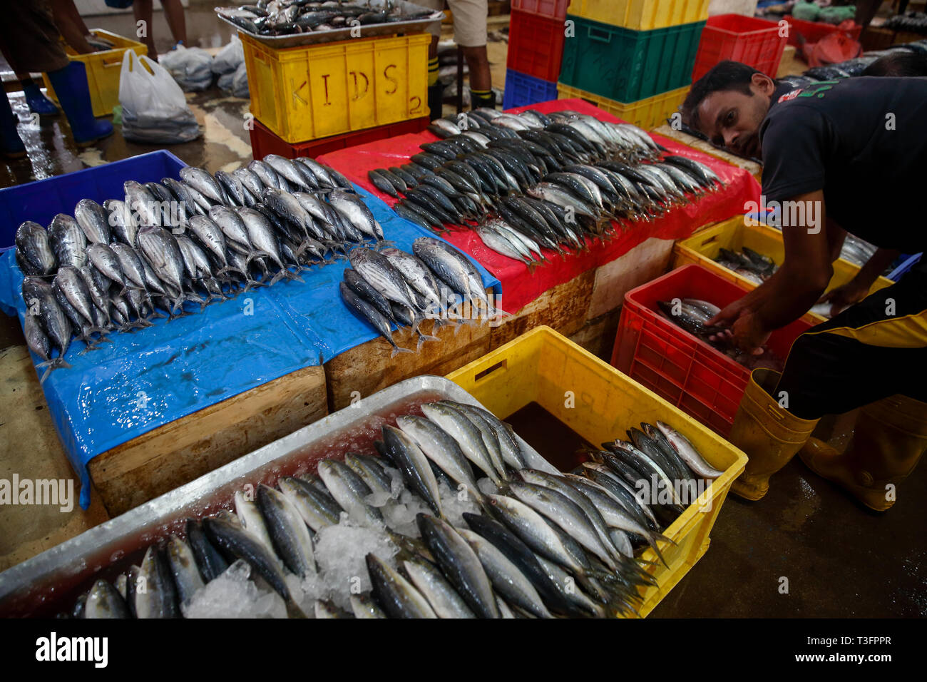 Central fish market in Colombo, Sri Lanka Stock Photo - Alamy