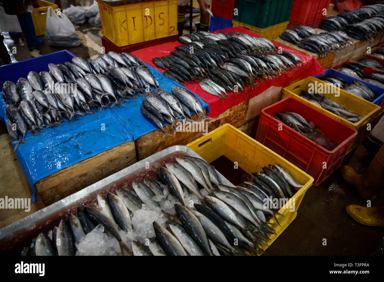 Central fish market in Colombo, Sri Lanka Stock Photo - Alamy