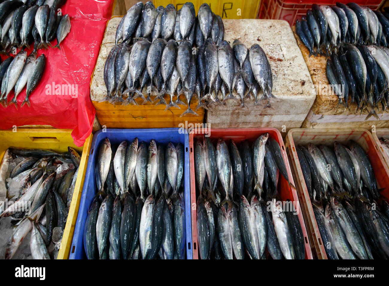 Central fish market in Colombo, Sri Lanka Stock Photo - Alamy