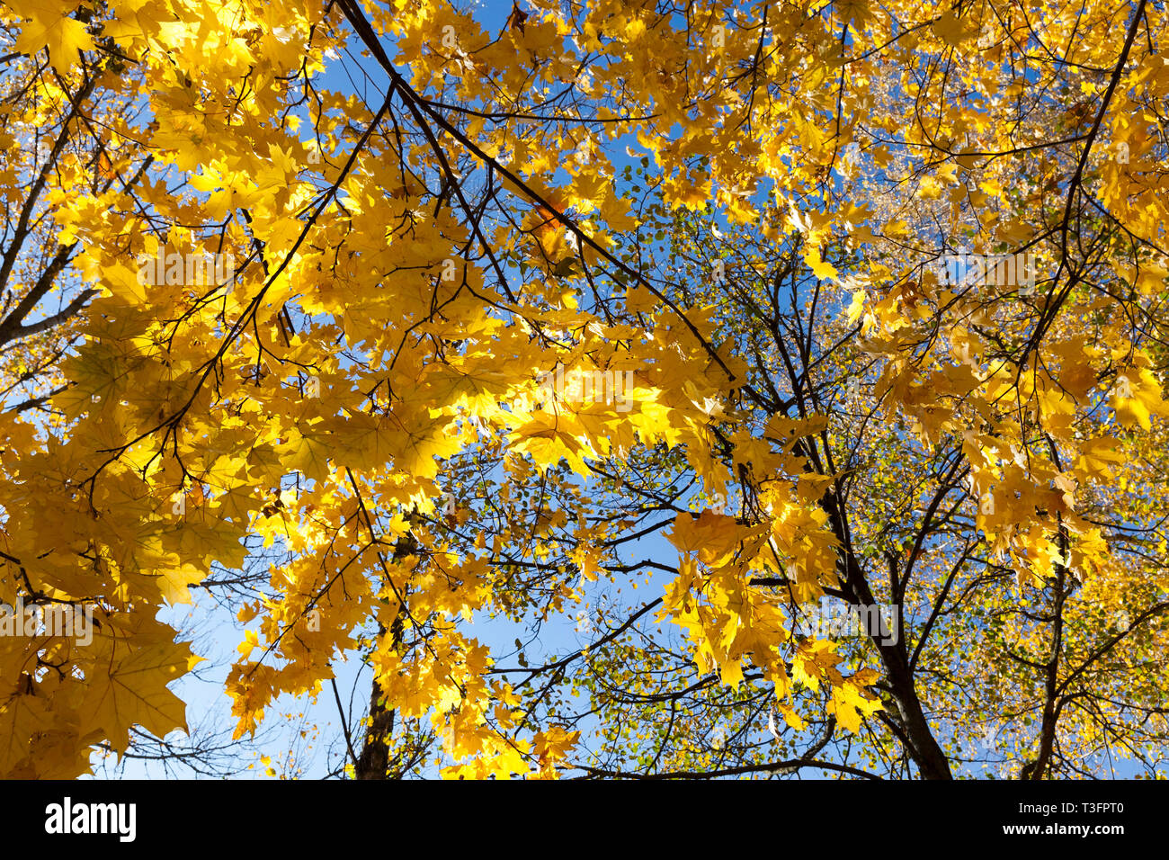 Yellowed trees hi-res stock photography and images - Alamy