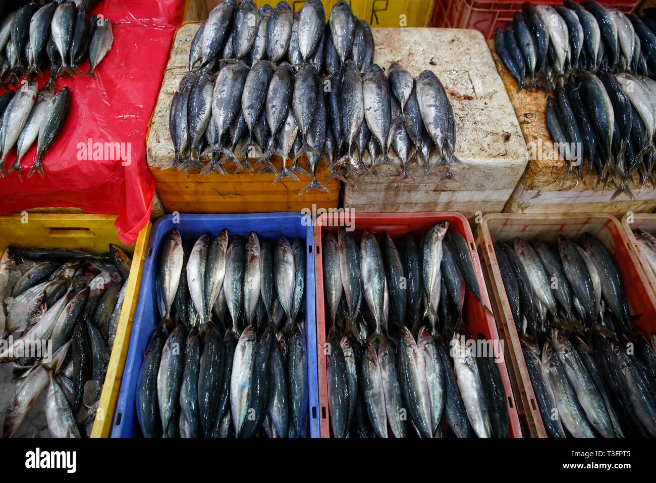 Central fish market in Colombo, Sri Lanka Stock Photo - Alamy